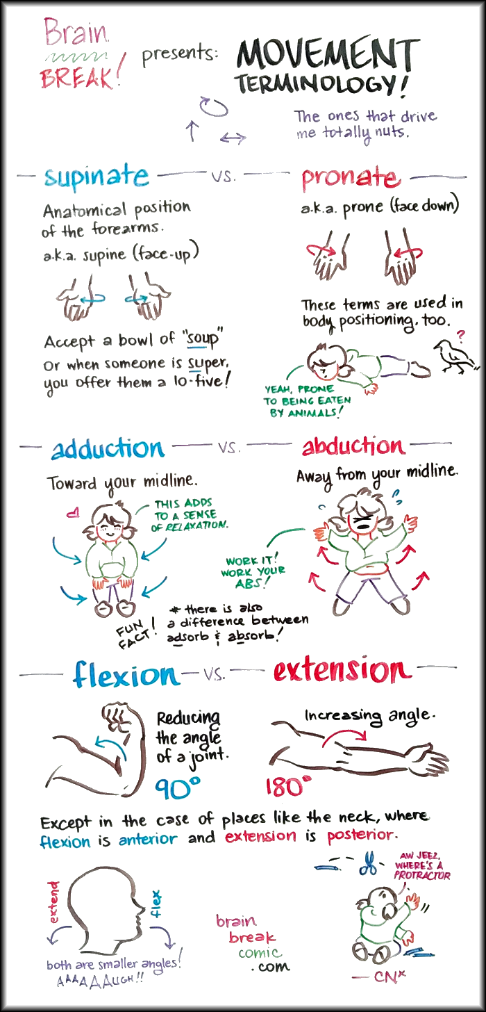 Muscles: Movement mnemonics – Brain BREAK!