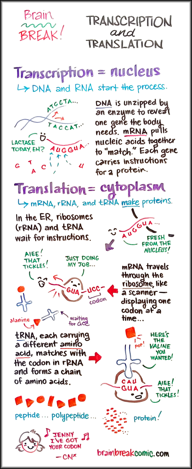 DNA Transcription and Translation – Brain BREAK!