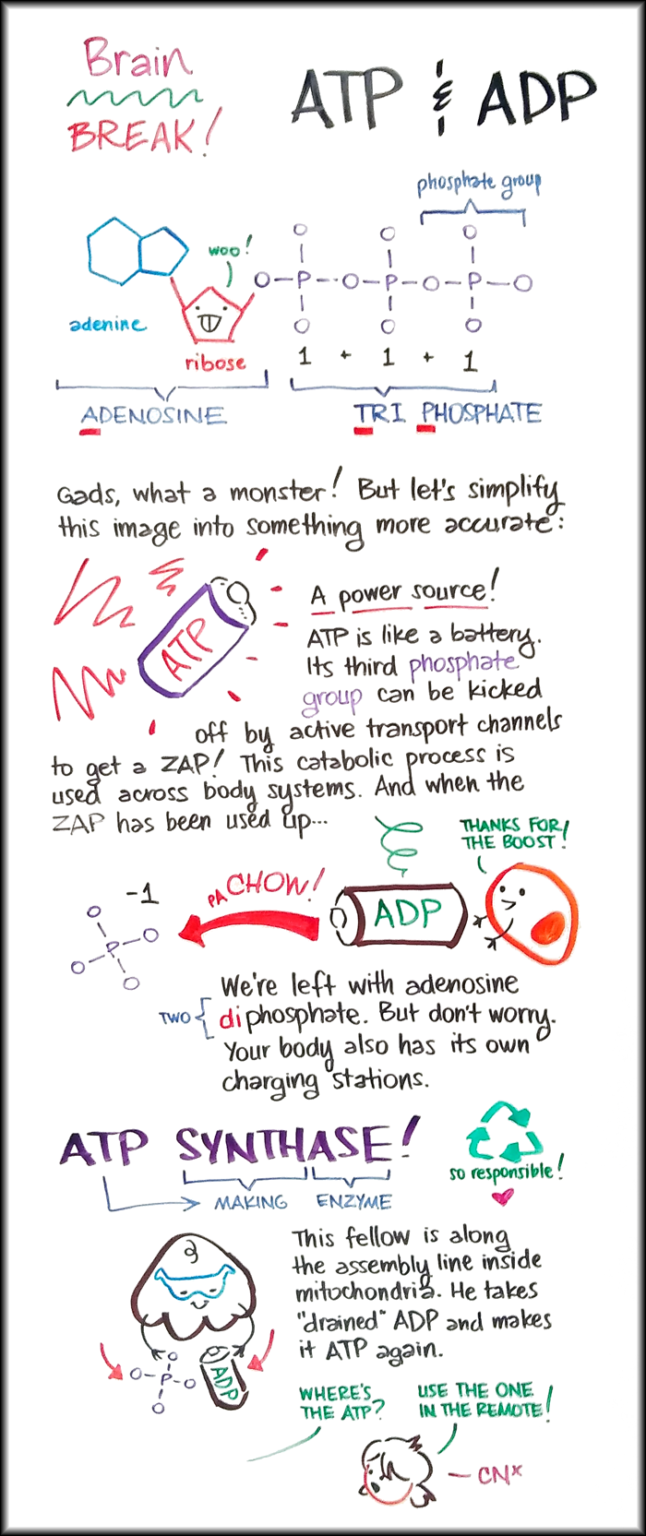 ATP and ADP: Think Batteries! – Brain BREAK!