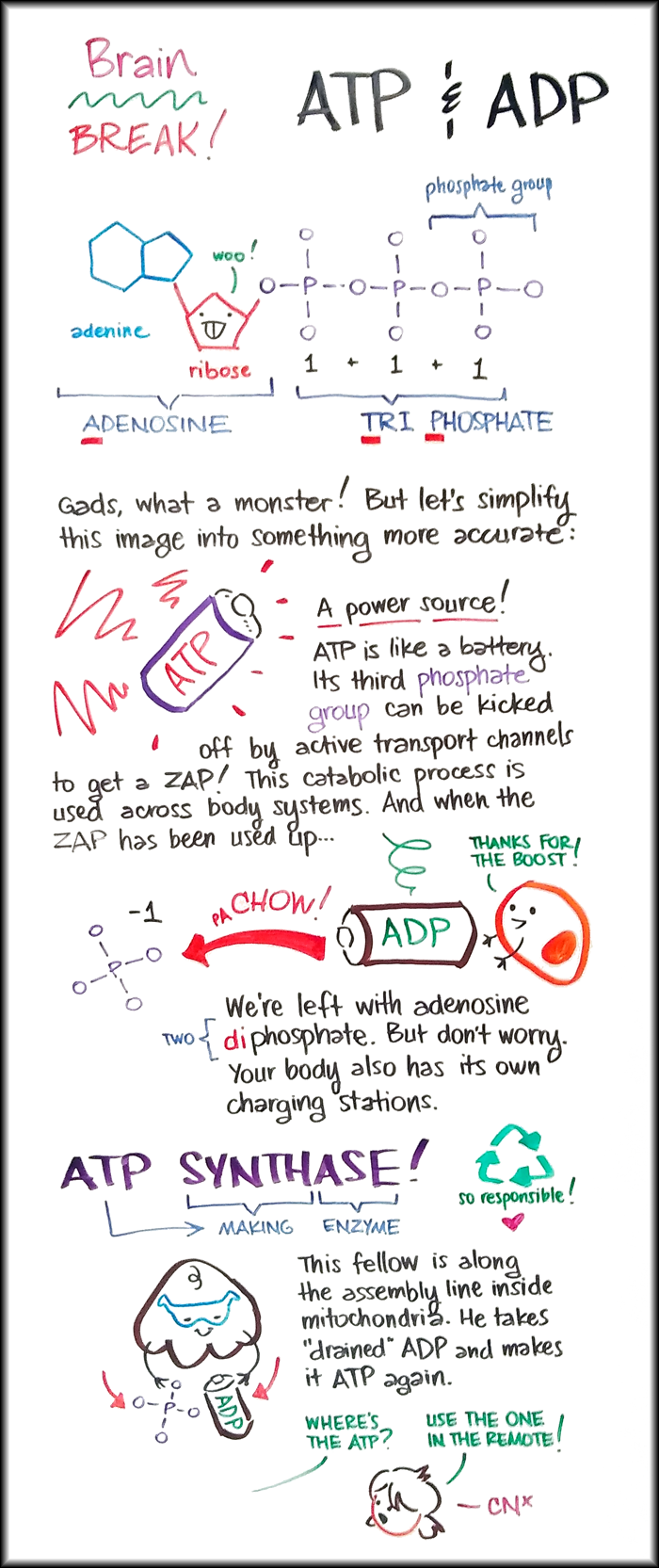 ATP and ADP: Think Batteries! – Brain BREAK!